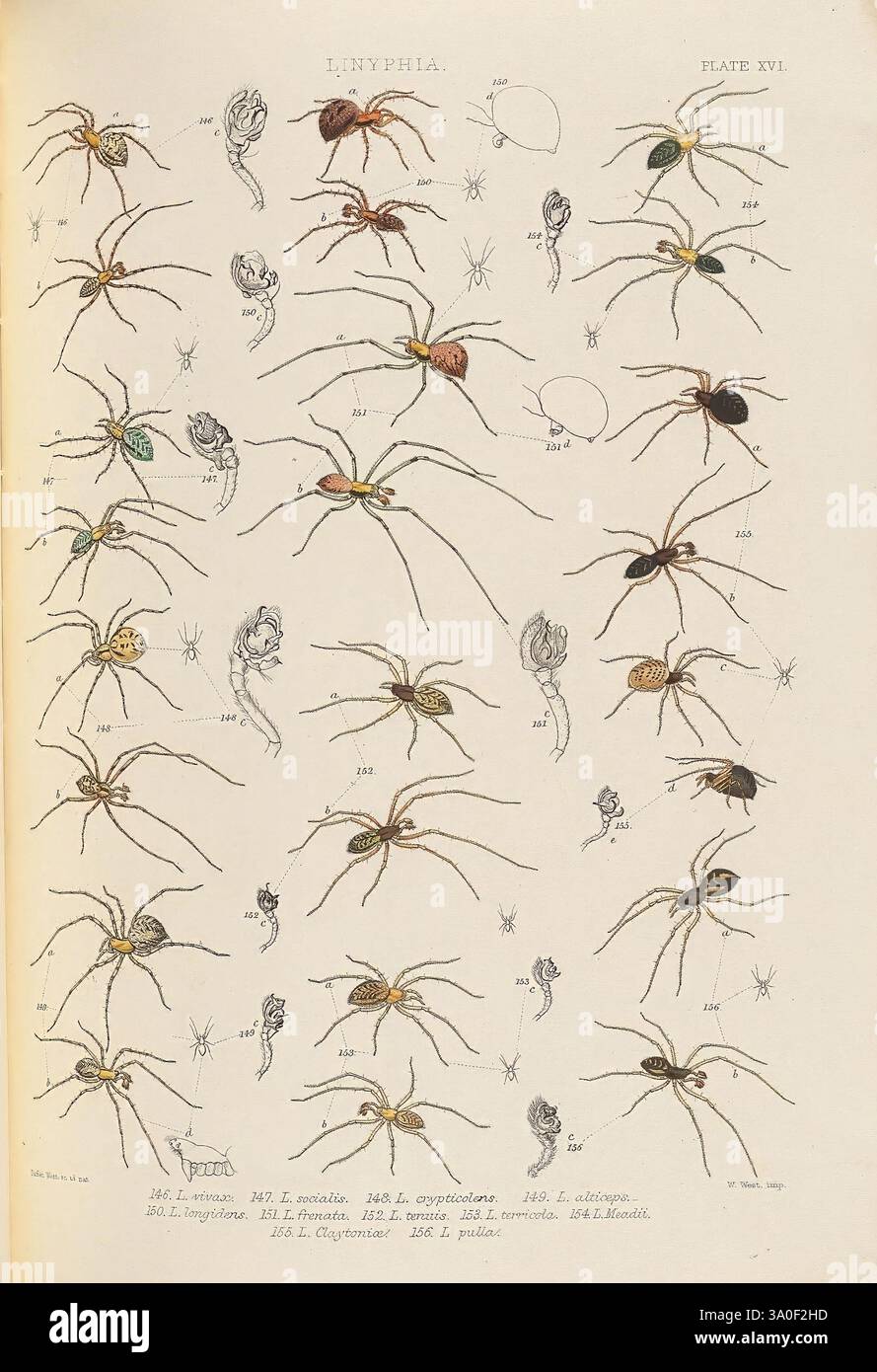 A, history, of, the, spiders, of, Great, Britain, and, Ireland, London ...