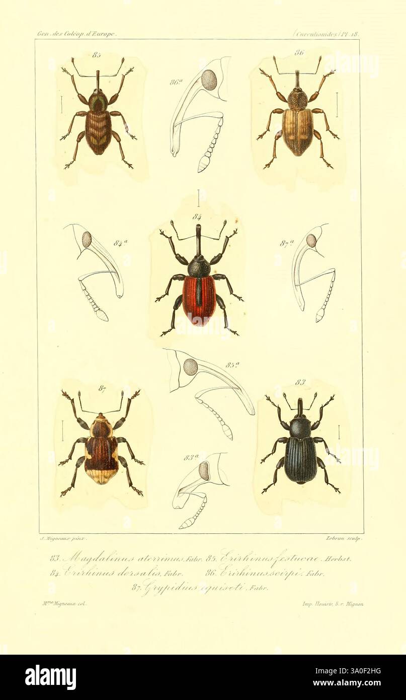 Collection of intricately detailed beetles showcases hi-res stock ...