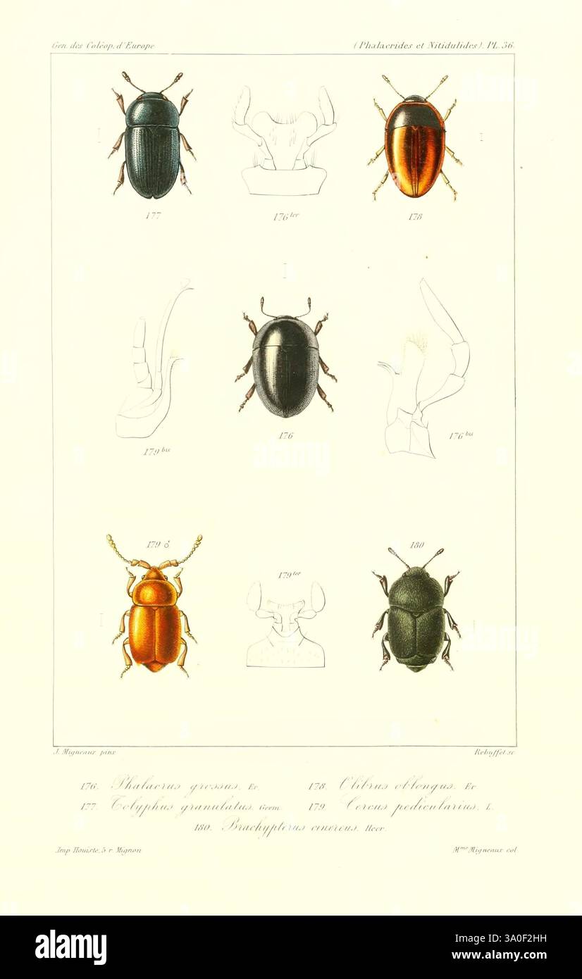 Various views of different beetle specimens hi-res stock photography ...