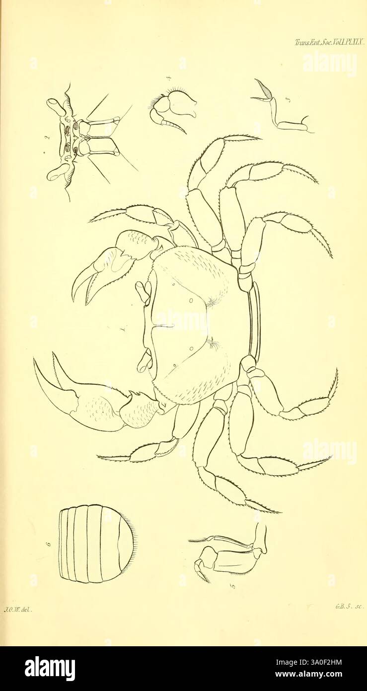 Transactions of the Entomological Society of London, London, The ...