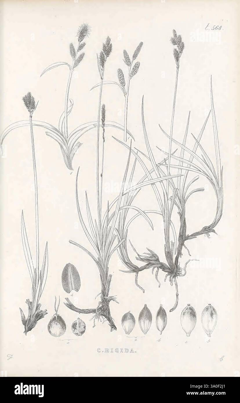 Illustrations of the genus Carex London William Pamplin 1858-1867 Carex ...