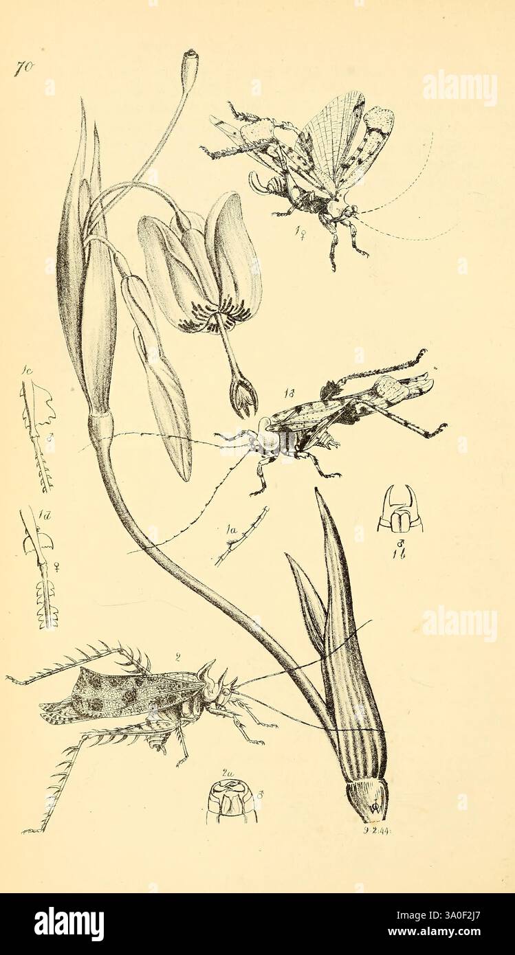 Arcana entomologica, or Illustrations of new, rare, and interesting ...