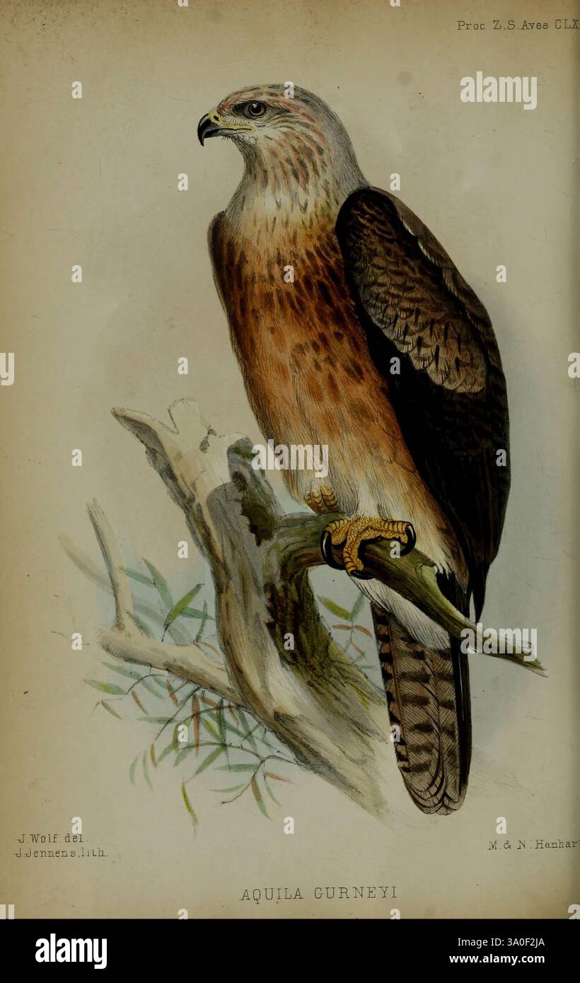 Proceedings of the Zoological Society of London, 1860, London, Academic ...