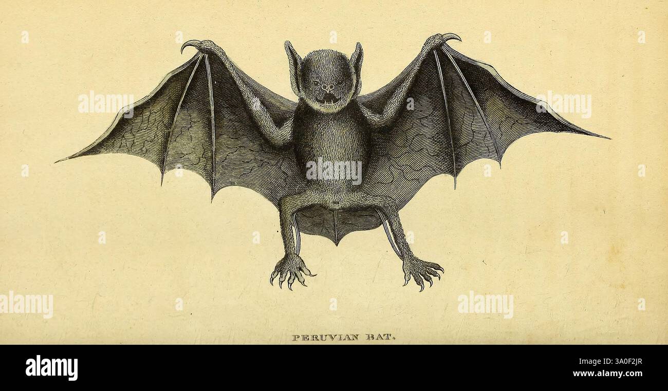 Captured in intricate lines hi-res stock photography and images - Alamy