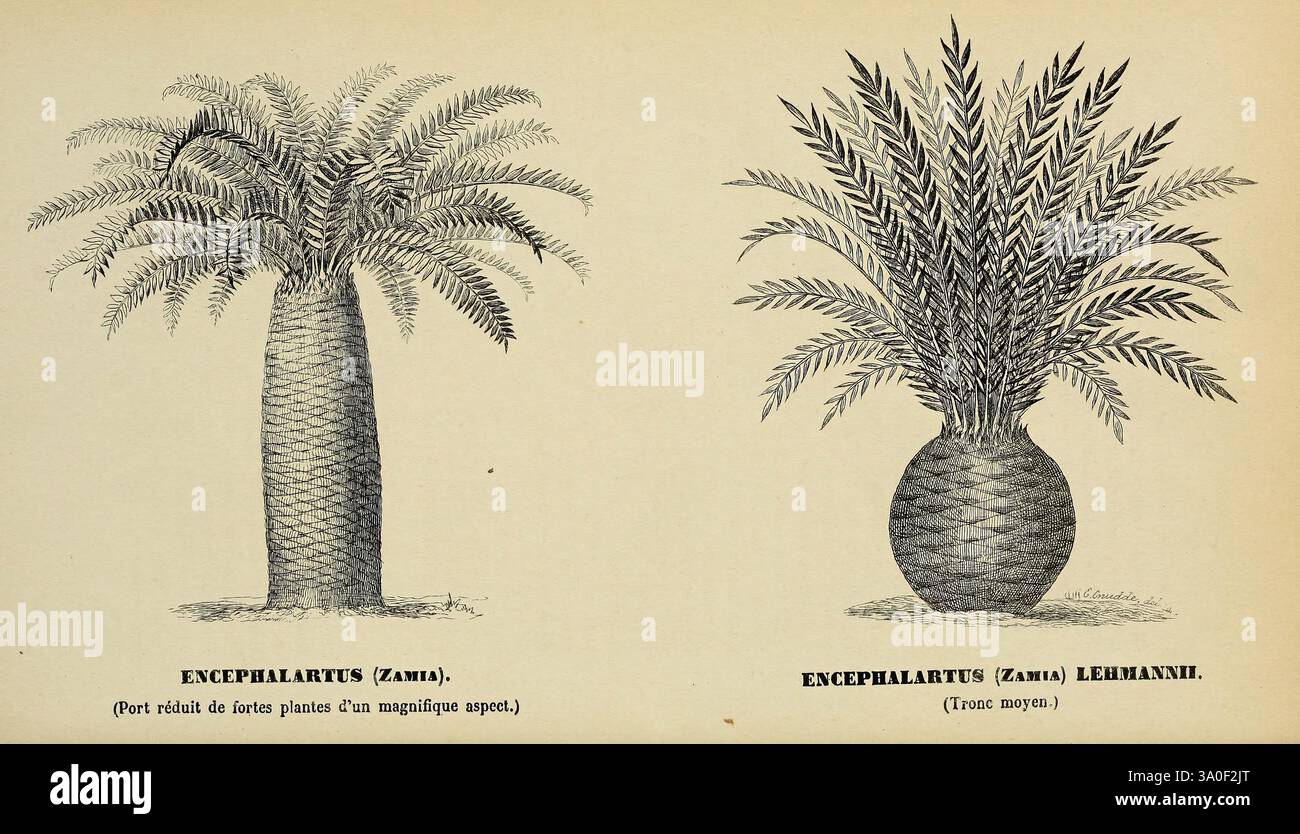 Cone shaped stem topped hi-res stock photography and images - Alamy