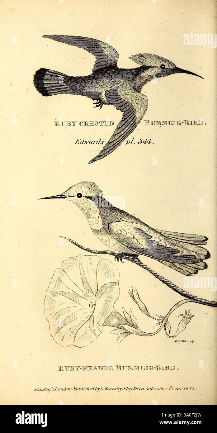 Image features two beautifully illustrated hummingbirds hi-res stock ...