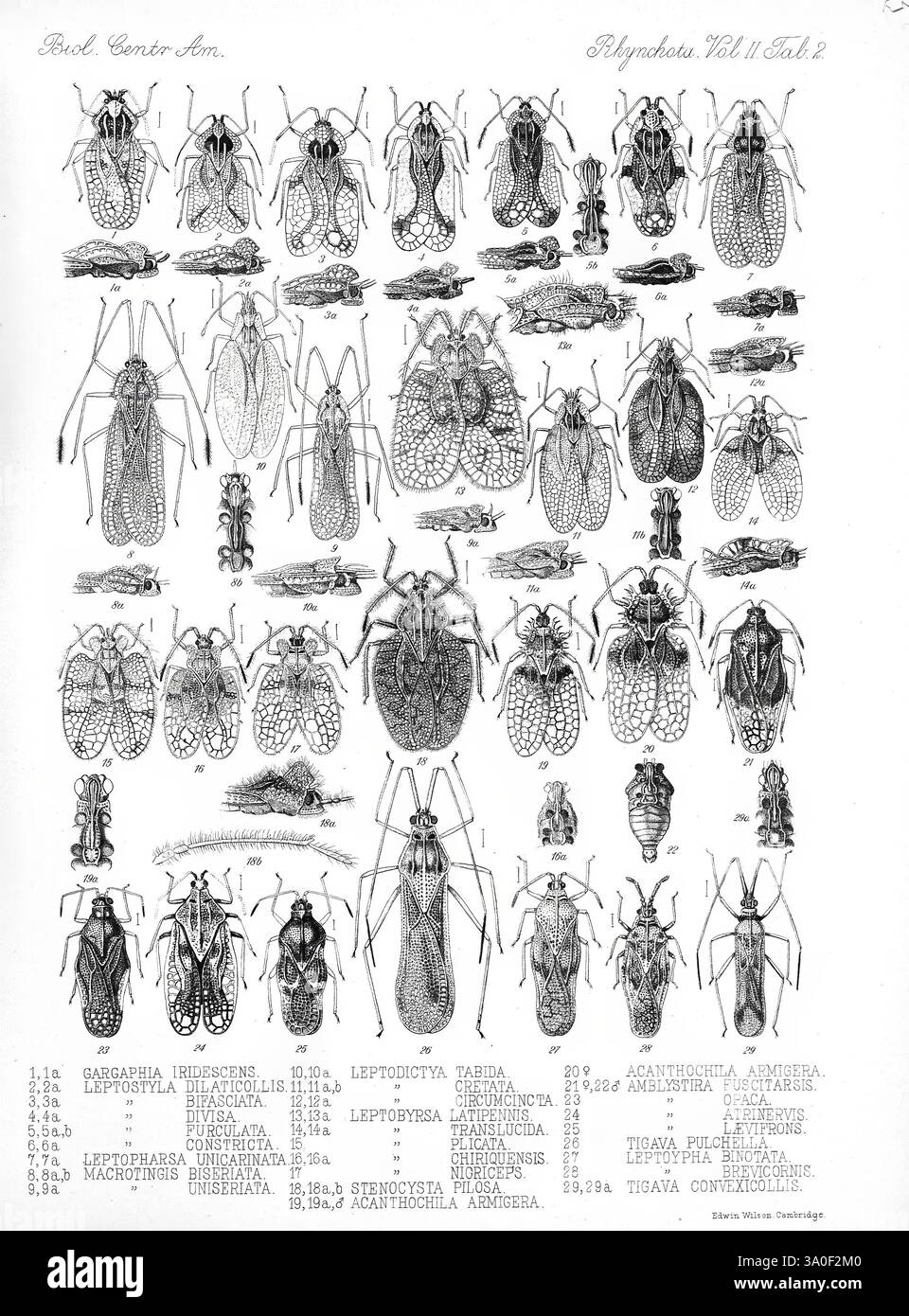 Various species of planthoppers hi-res stock photography and images - Alamy