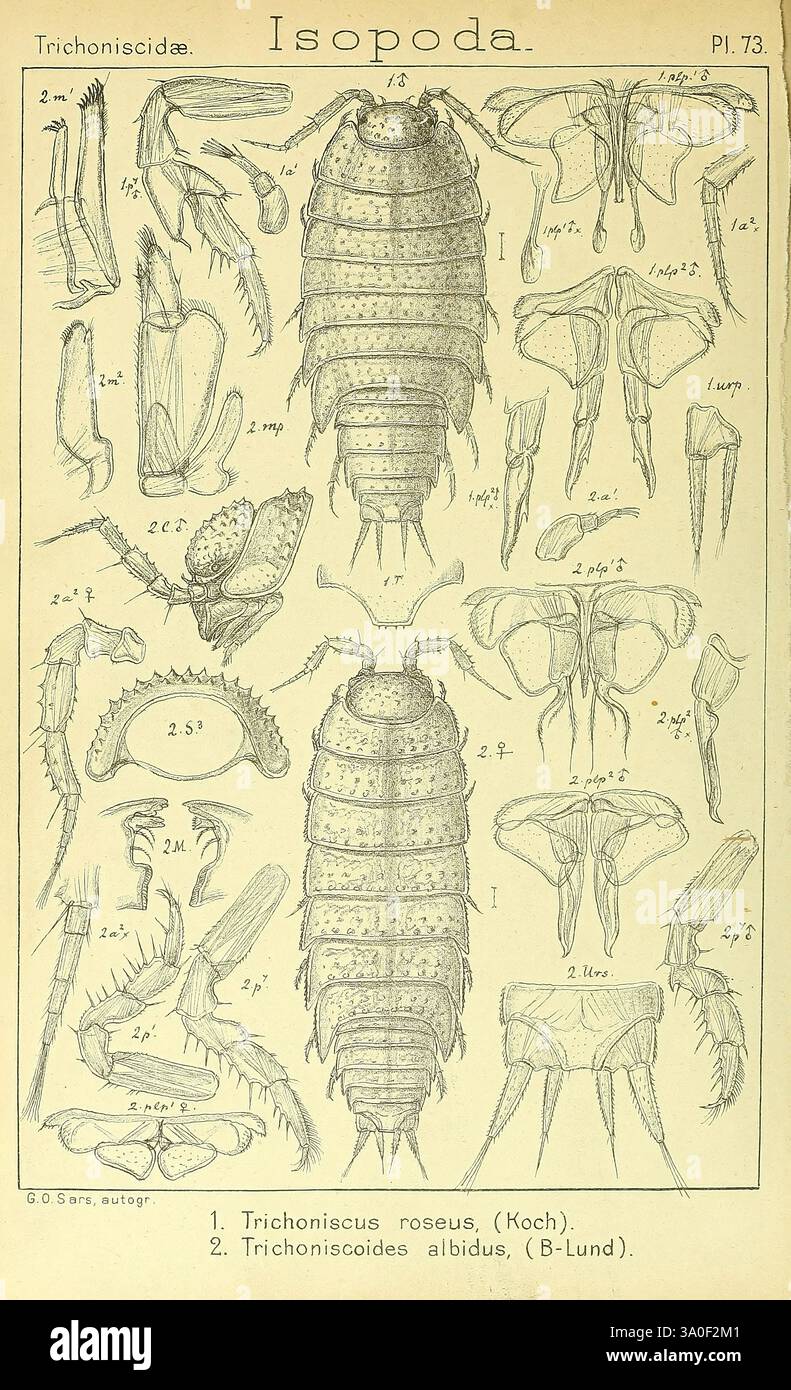 Trichoniscus roseus hi-res stock photography and images - Alamy
