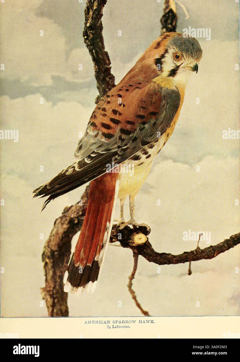 Distinctive rust colored tail hi-res stock photography and images - Alamy