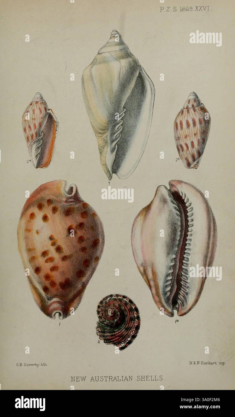 Smooth conical shell stands hi-res stock photography and images - Alamy