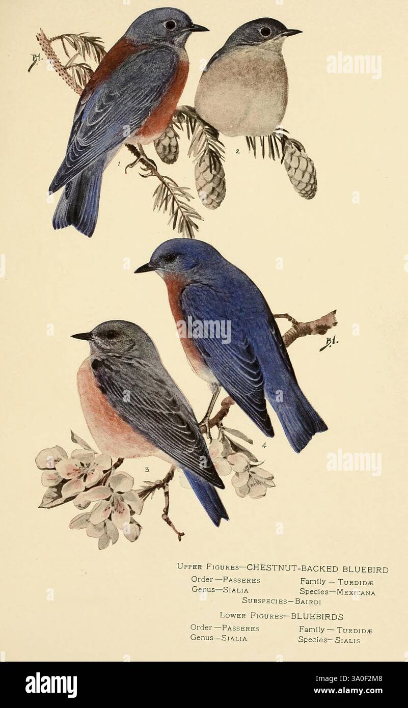 Upper figures depict hi-res stock photography and images - Alamy
