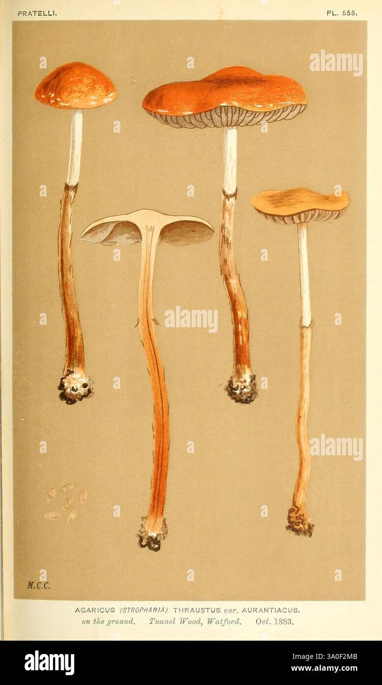 Illustrations of British Fungi (Hymenomycetes), to serve as an atlas to ...