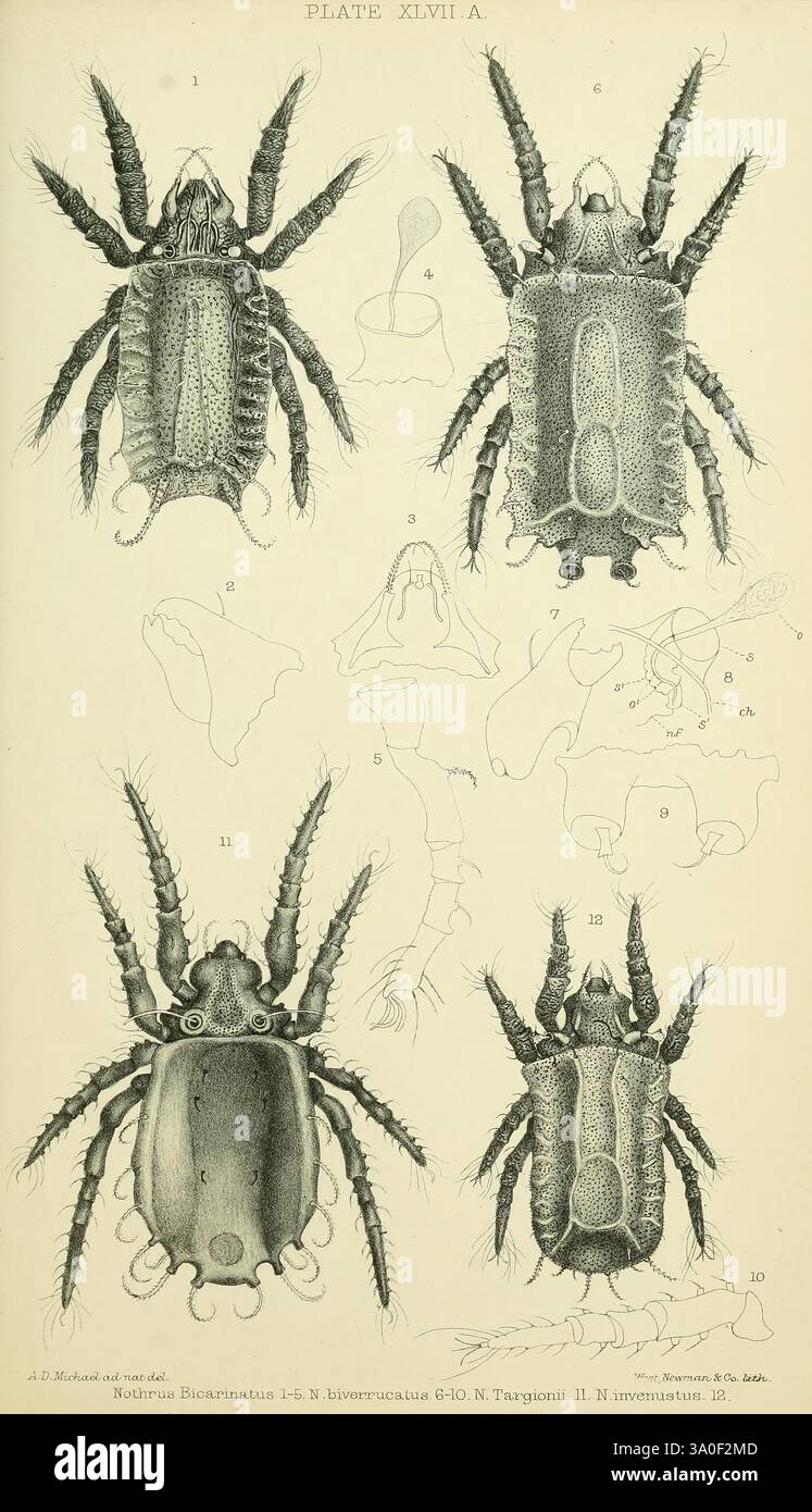 British Oribatidae, London, The Ray Society, 1884-1888, Great Britain ...