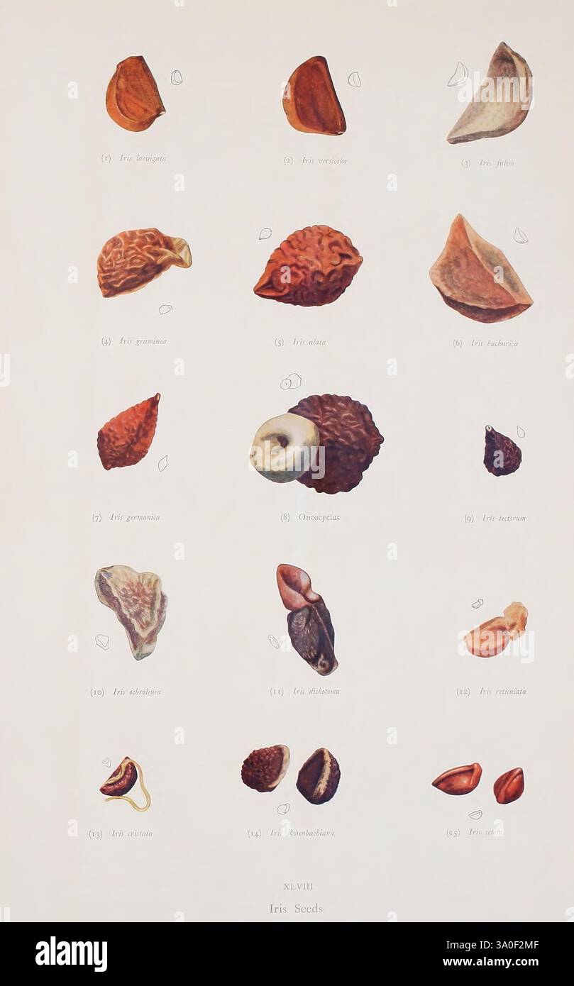 Series of distinct seed types hi-res stock photography and images - Alamy