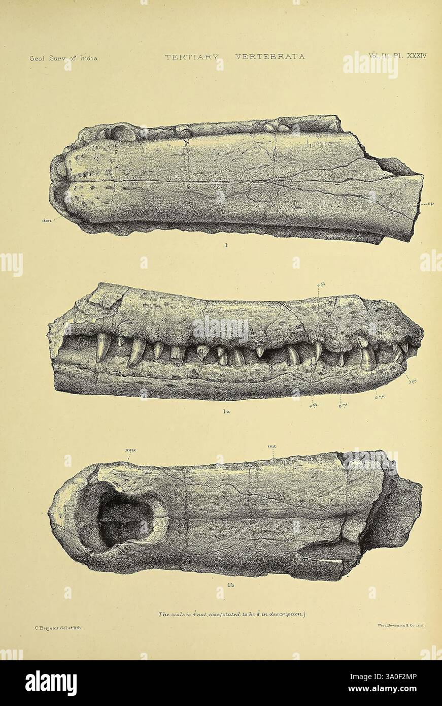 Illustration depicts detailed anatomical drawings hi-res stock ...