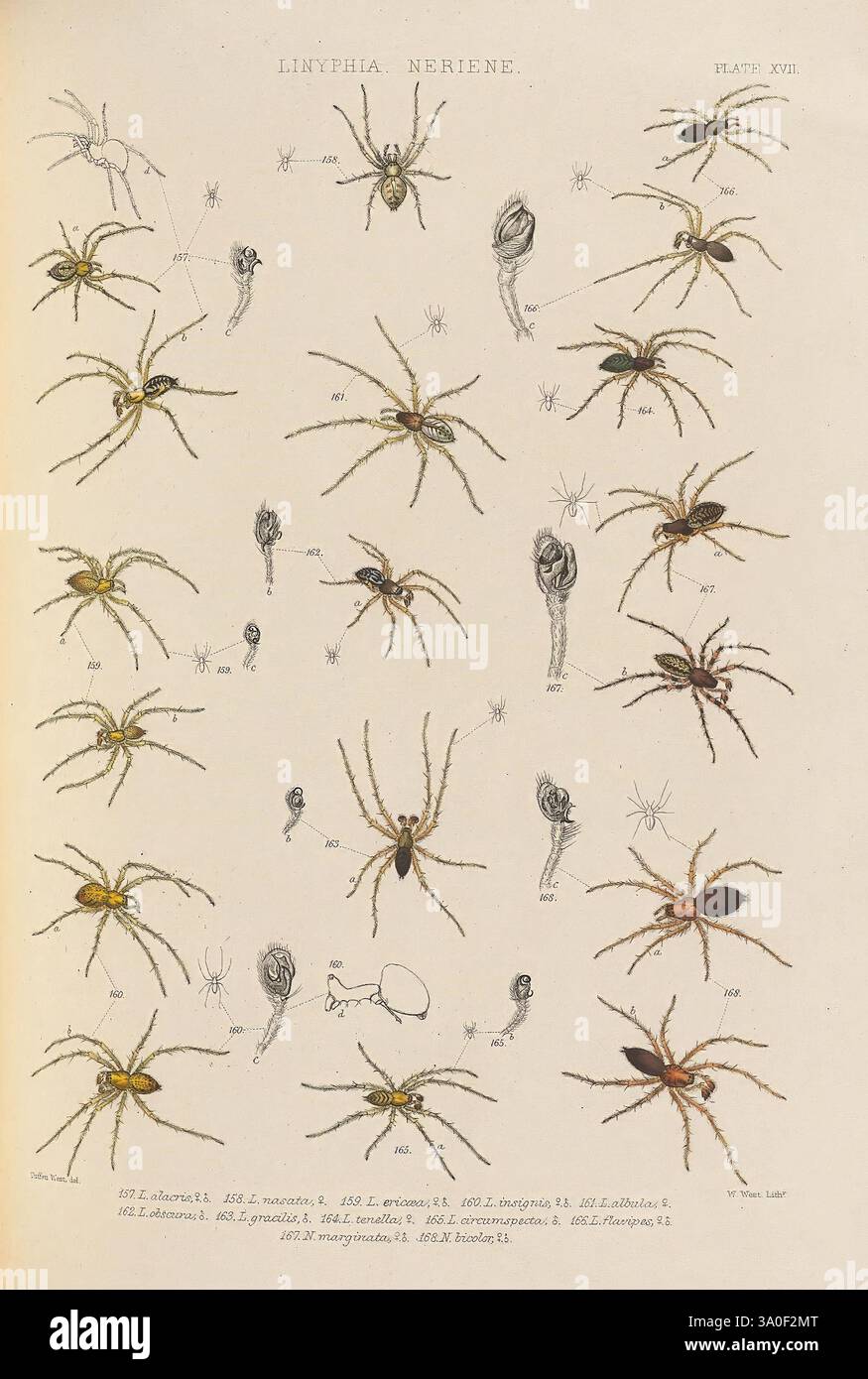 A history of the spiders of Great Britain and Ireland, London ...