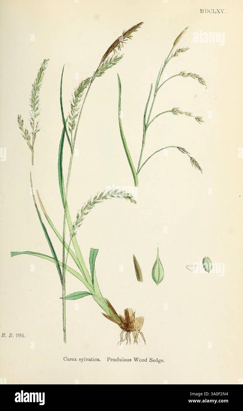 Pendulous appearance hi-res stock photography and images - Alamy