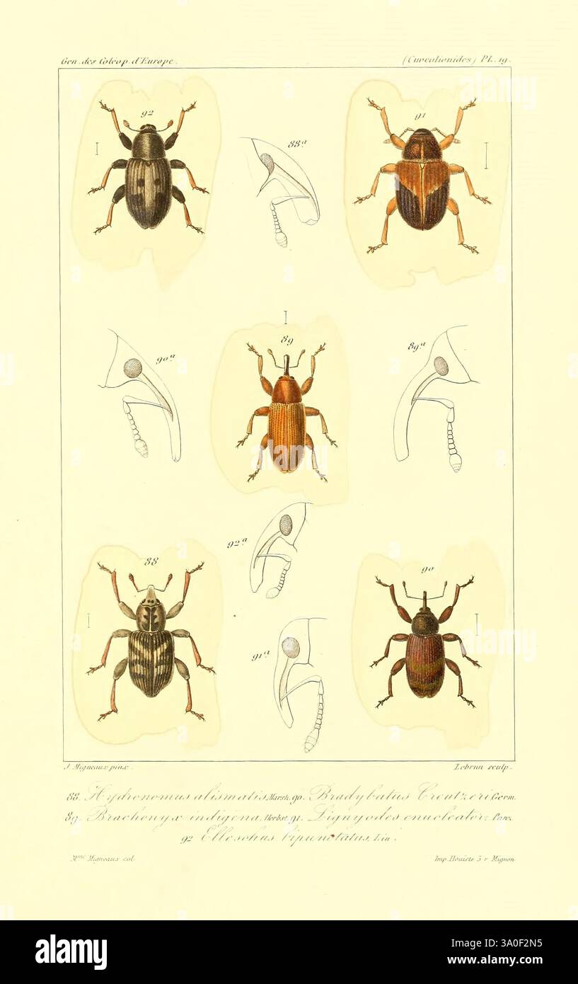 Series of detailed renderings of various beetle specimens hi-res stock ...