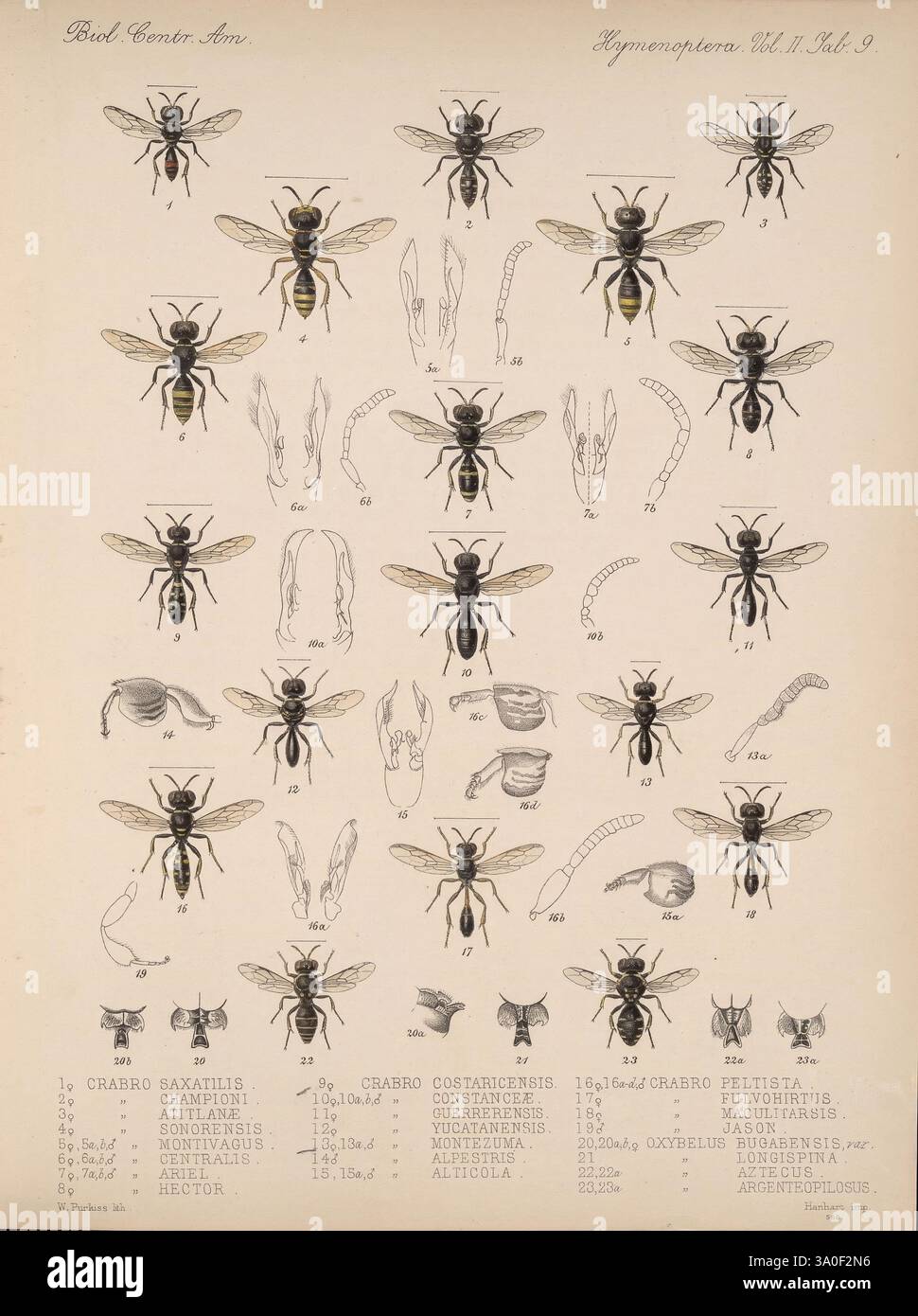Identify different types of bees hi-res stock photography and images ...