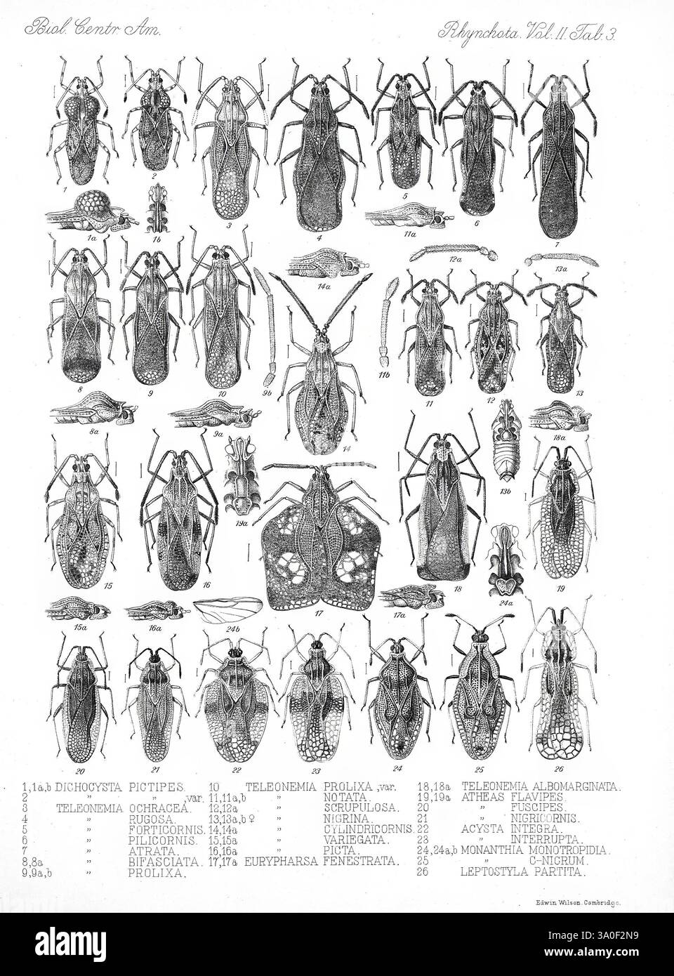 Biologia Centrali-Americana London, 1879-1915, archaeology, botany ...
