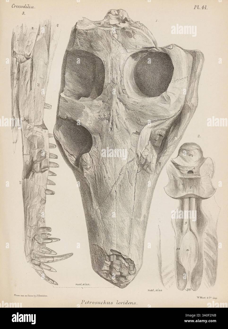 Pteronosuchus leviathan hi-res stock photography and images - Alamy