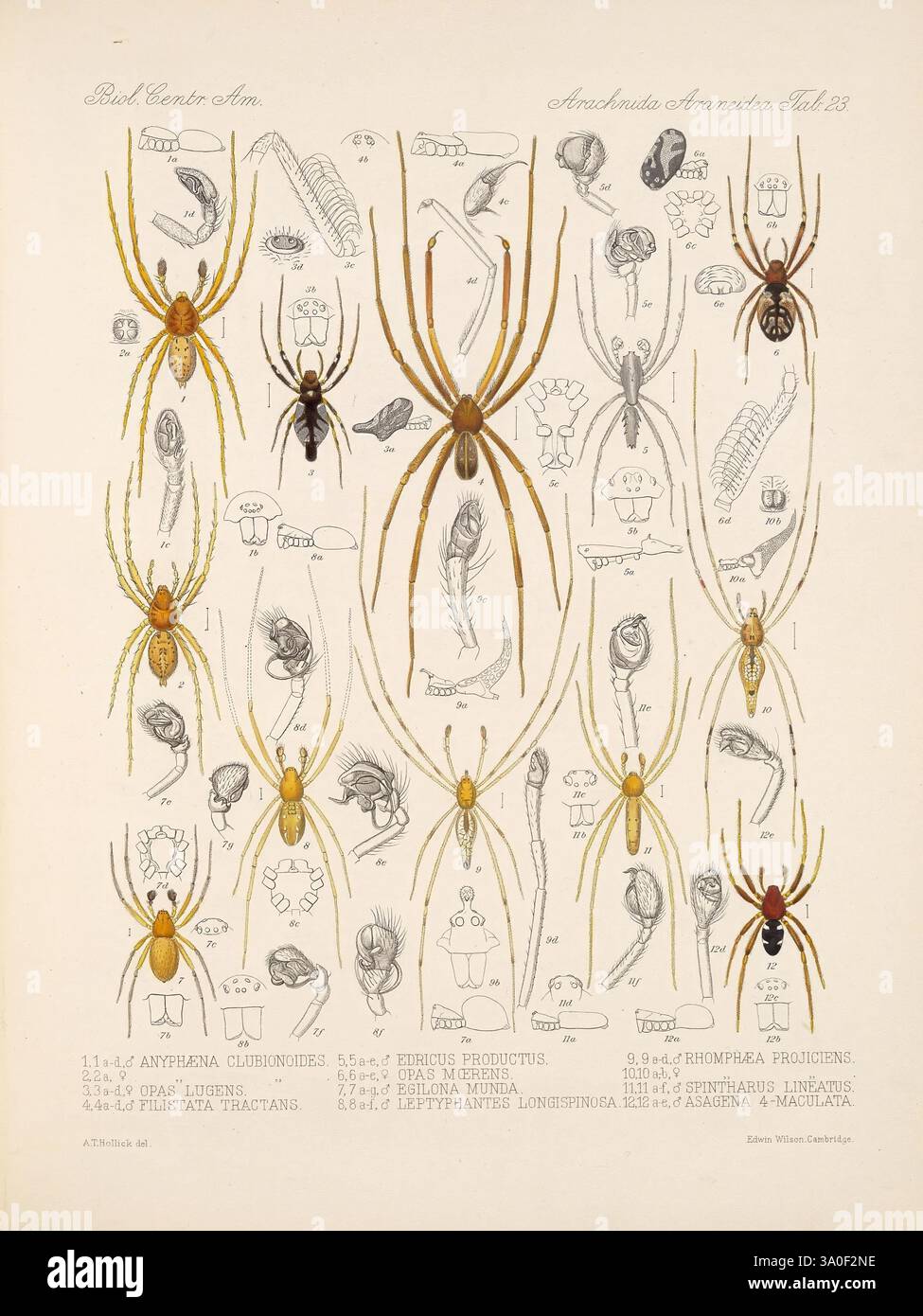 Highlighting individual characteristics hi-res stock photography and ...