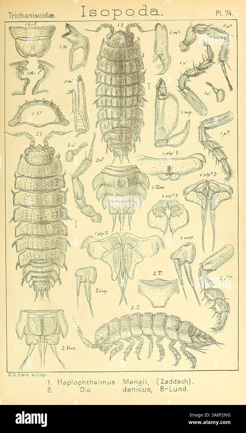 Various species of isopods hi-res stock photography and images - Alamy