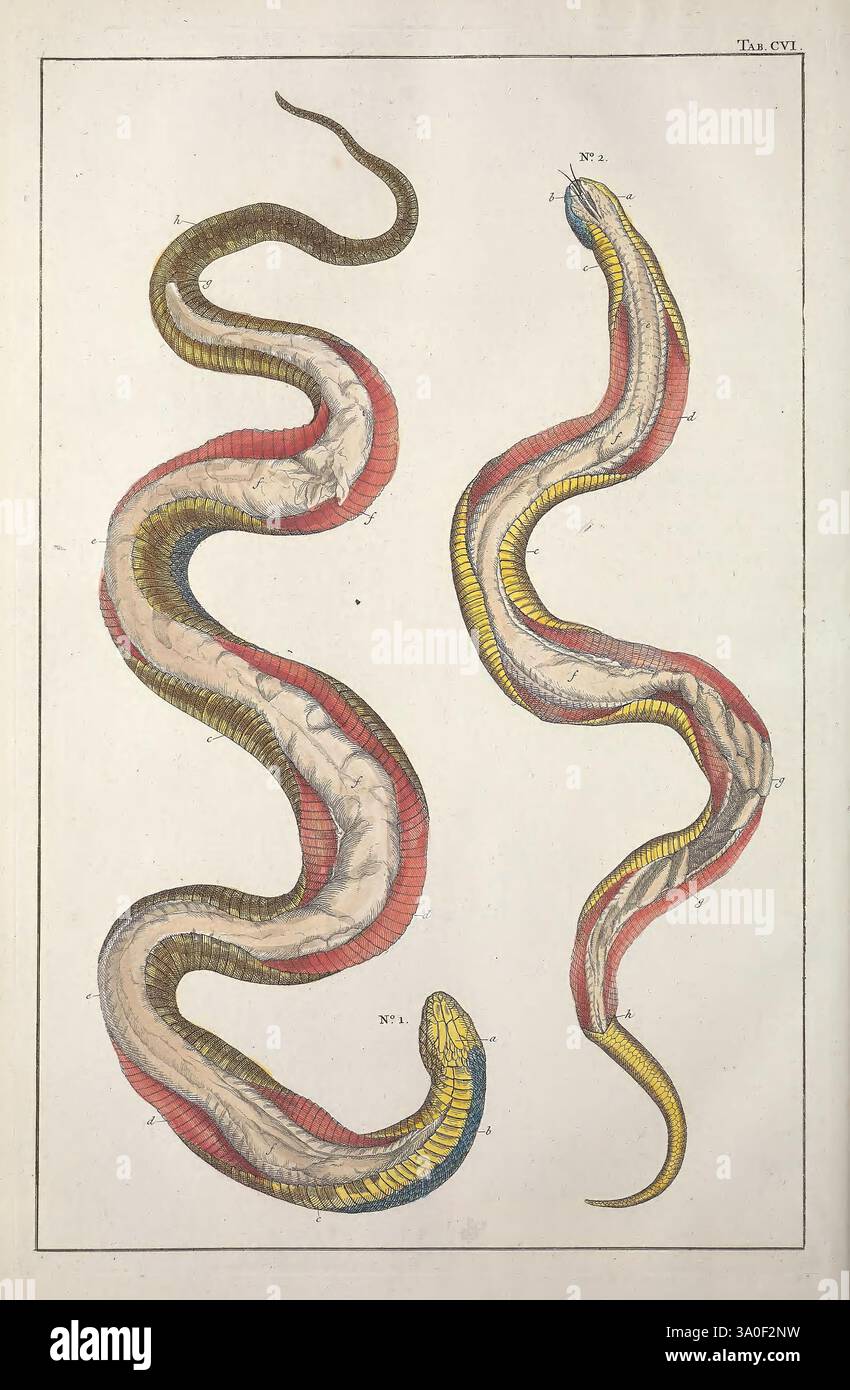 Illustration features two elongated serpentine figures hi-res stock ...