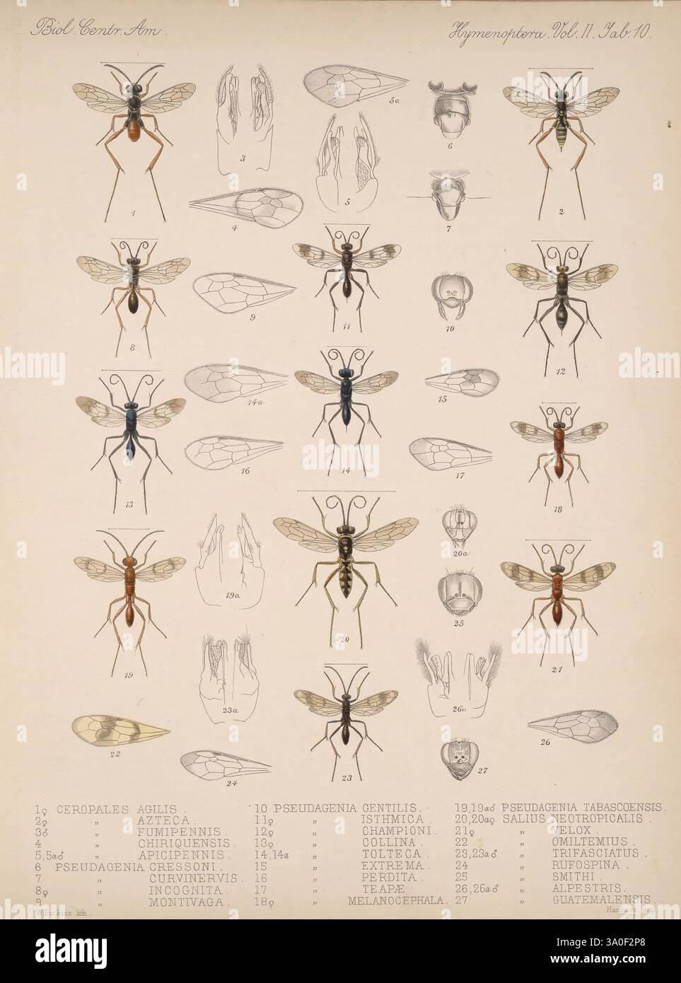 Biologia Centrali-Americana London, 1879-1915, archaeology, botany ...