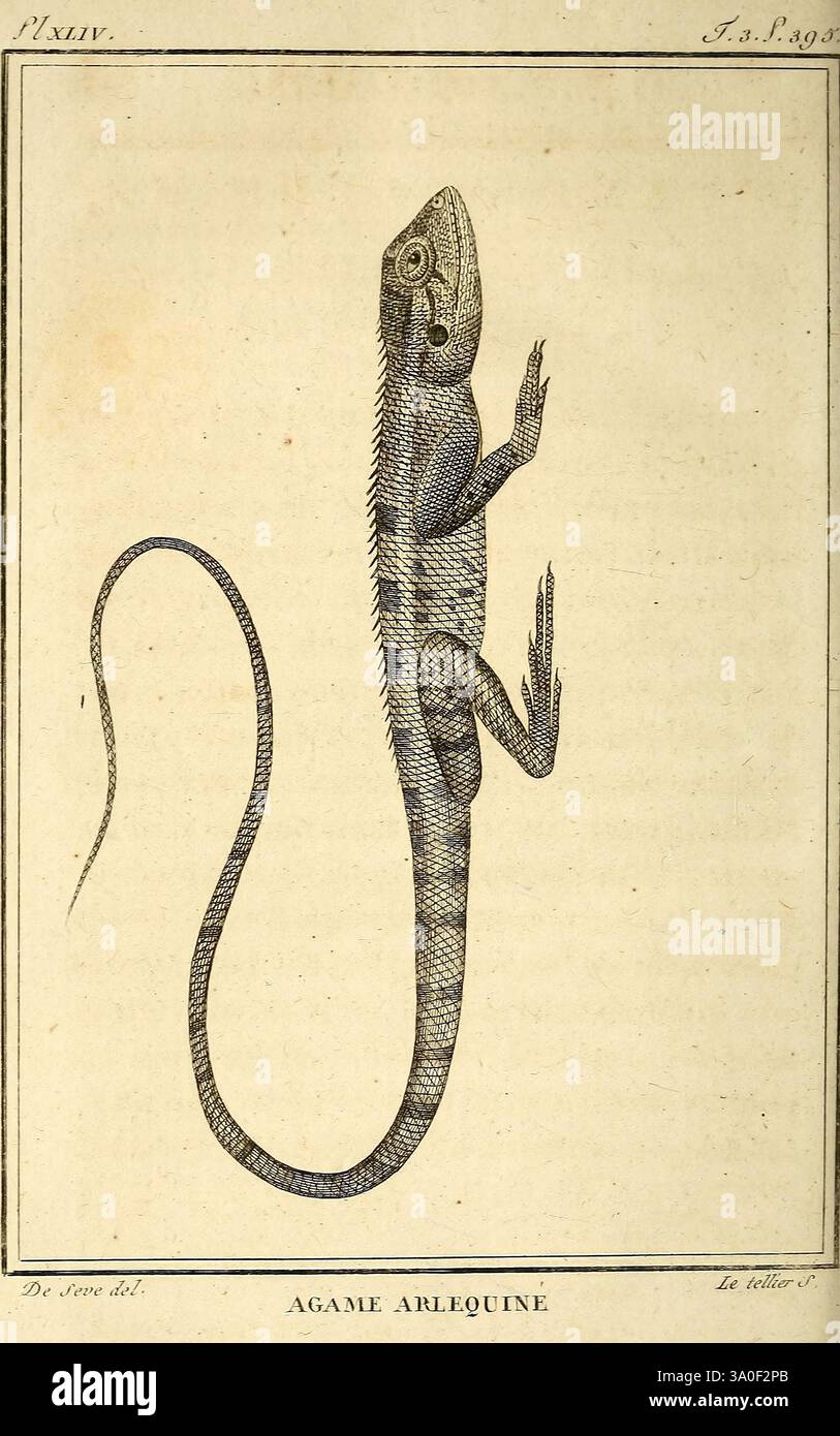 Lizards detailed anatomy hi-res stock photography and images - Alamy