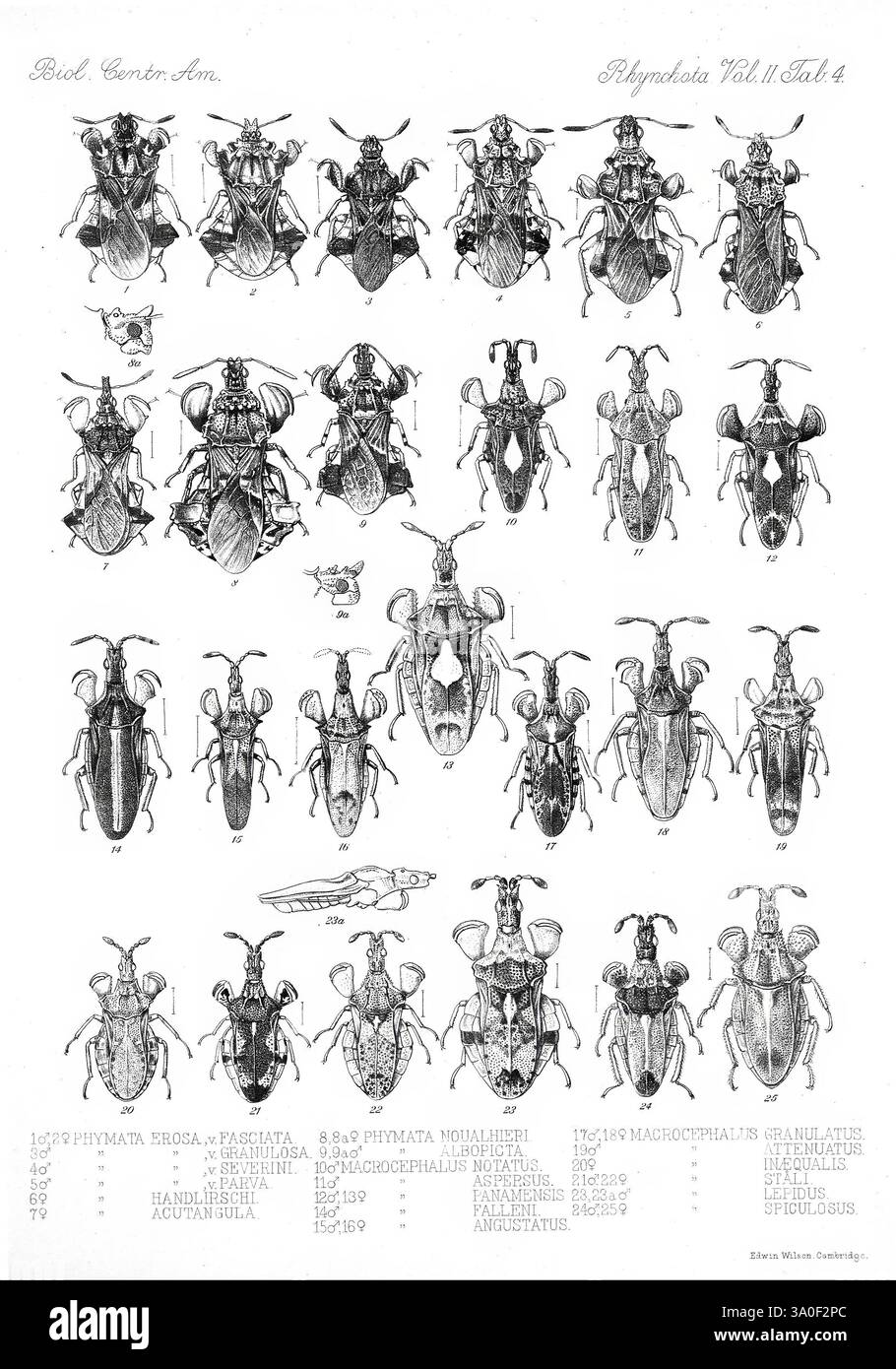 Biologia Centrali-Americana London, 1879-1915 archaeology botany ...