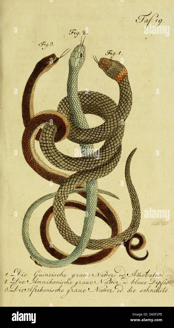 Detailed depiction of two intertwined snakes hi-res stock photography ...