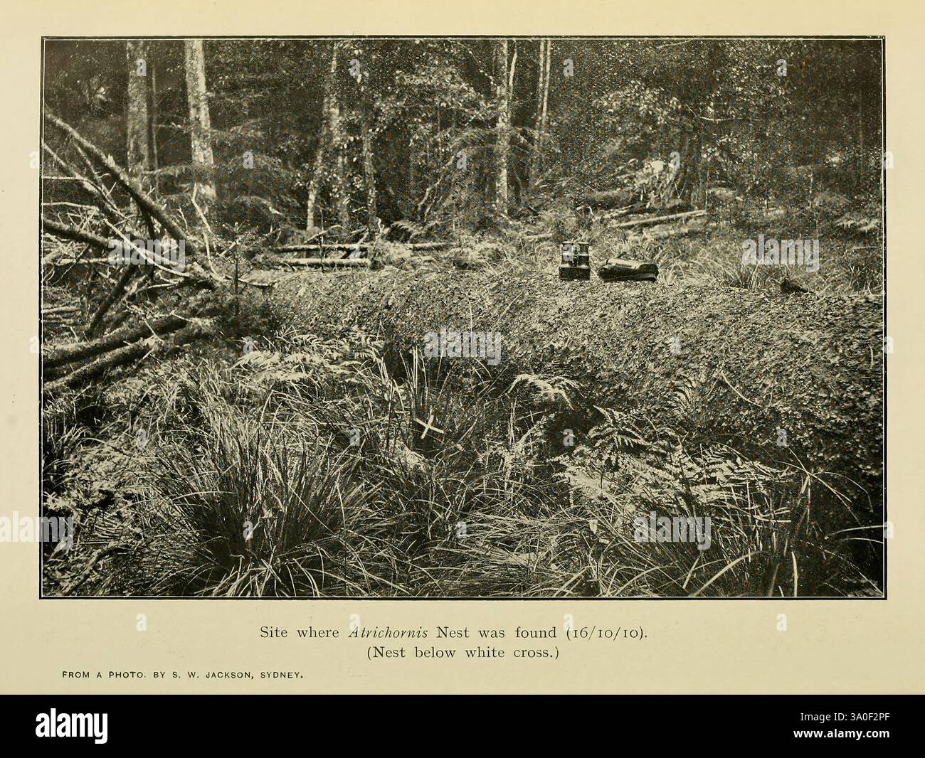 The Emu Melbourne Royal Australasian Ornithologists Union 1901 ...