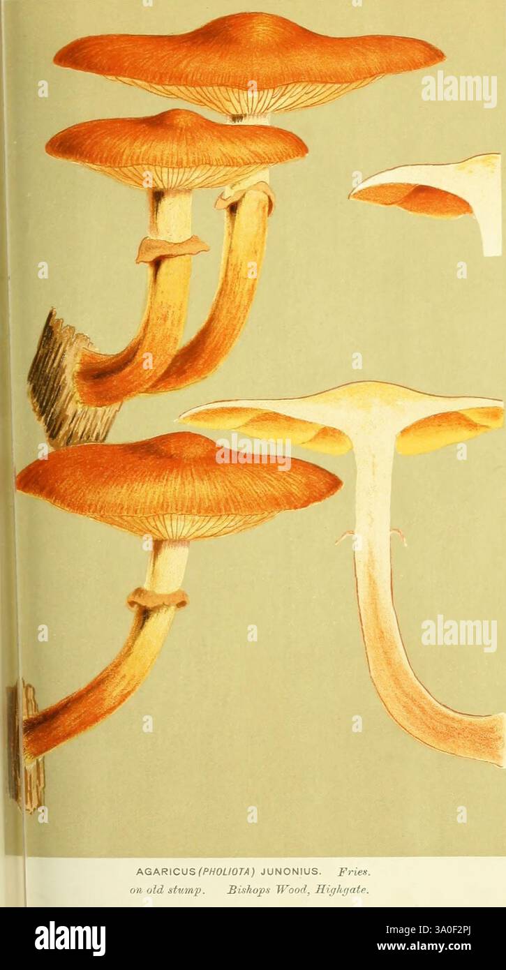 A botanical illustration showcasing the Agaricus junonius, commonly ...