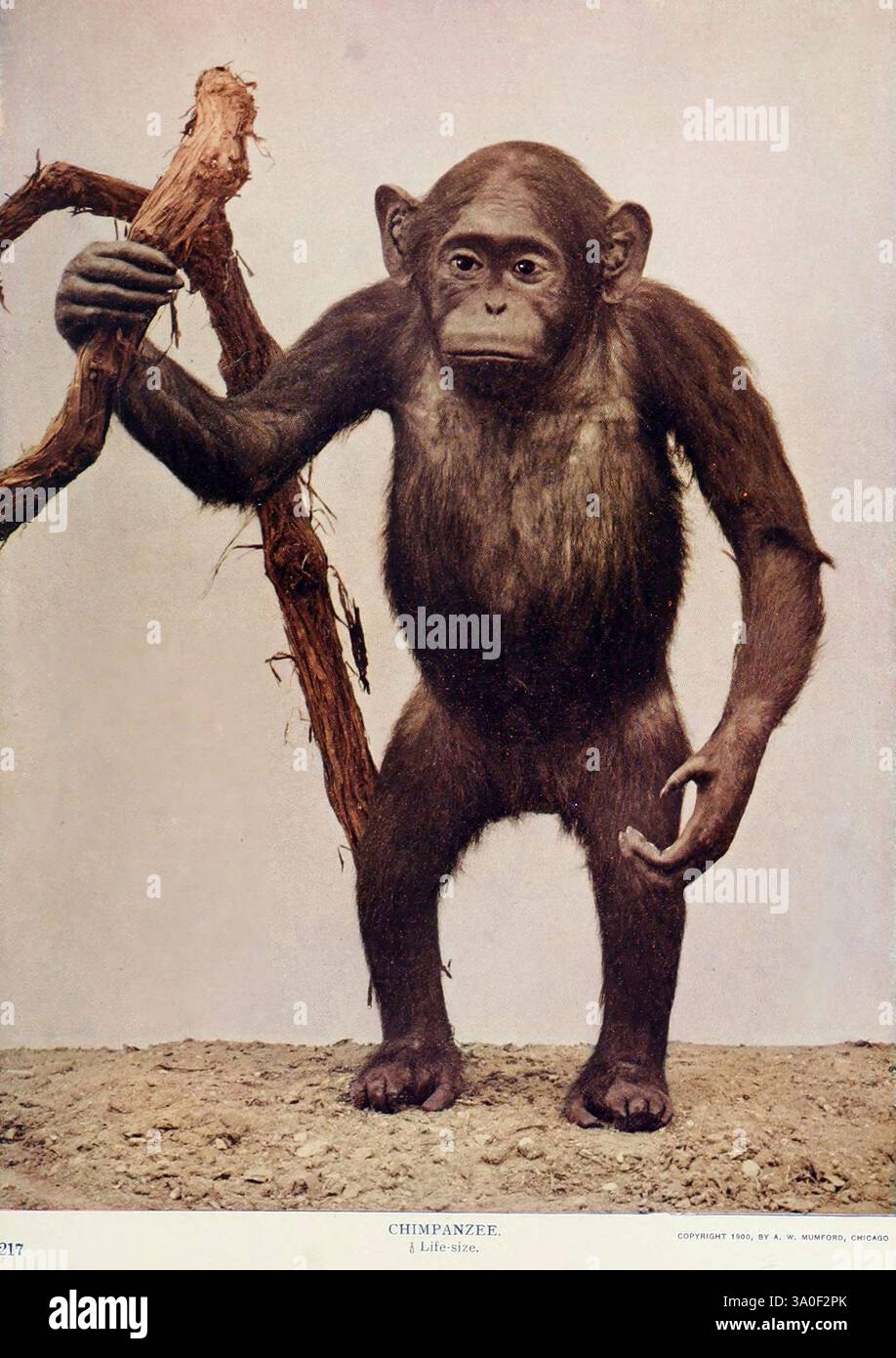 Prominent brow ridge hi-res stock photography and images - Alamy