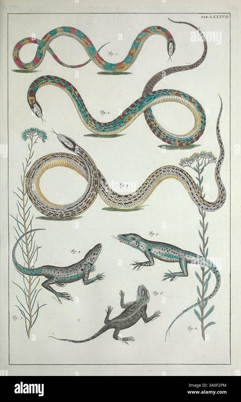 Additional snake hi-res stock photography and images - Alamy