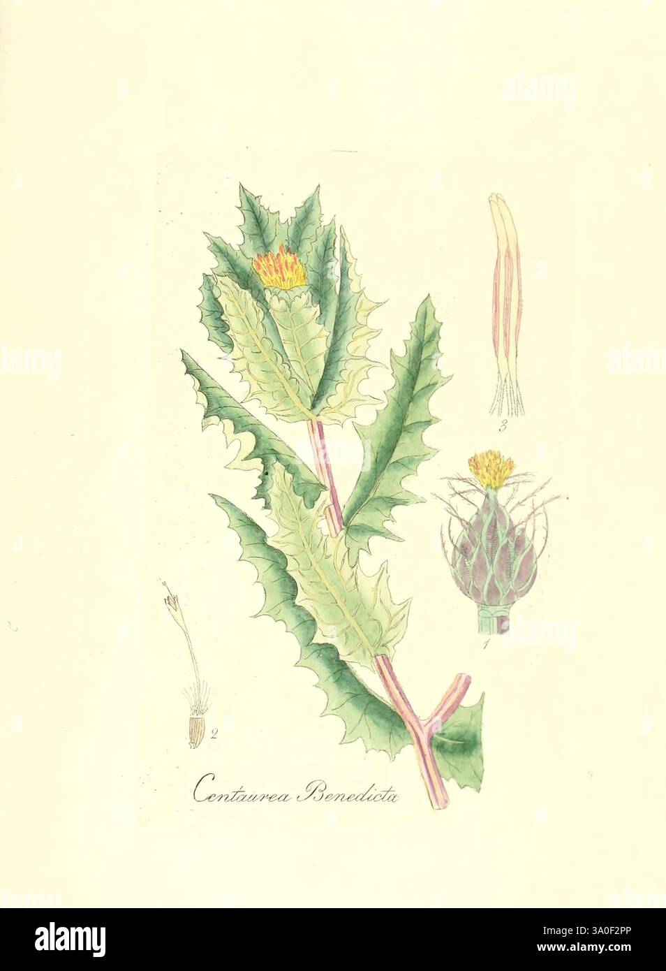 Plants distinctive lanceolate leaves hi-res stock photography and ...