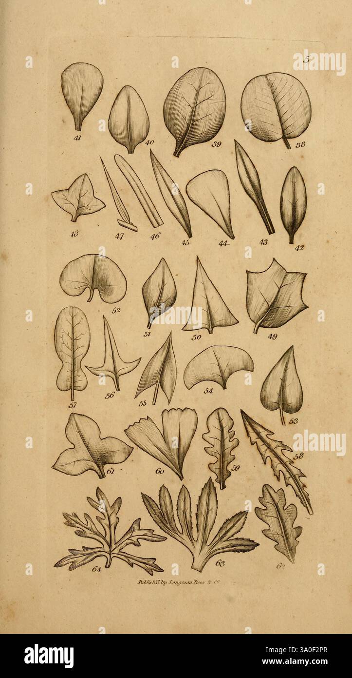 Lobed varieties hi-res stock photography and images - Alamy