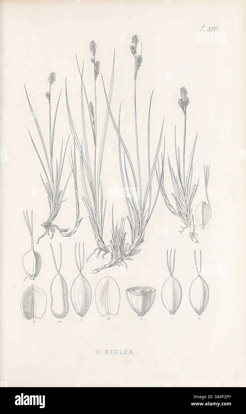 Illustrations of the genus Carex, London, William Pamplin, 1858-1867 ...
