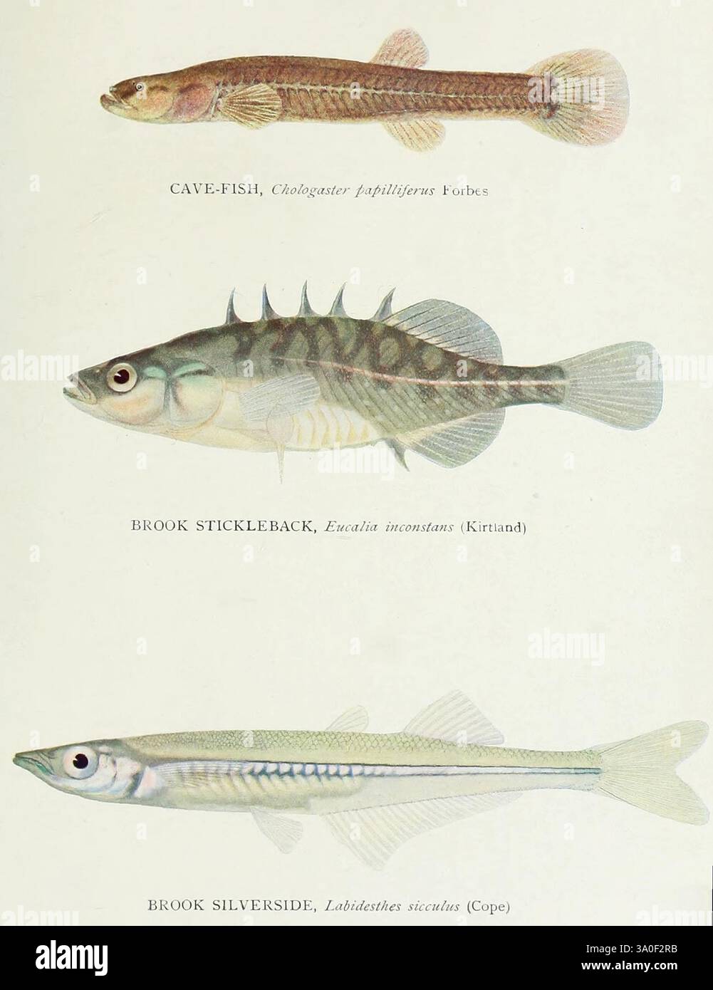 Cave fish displays hi-res stock photography and images - Alamy