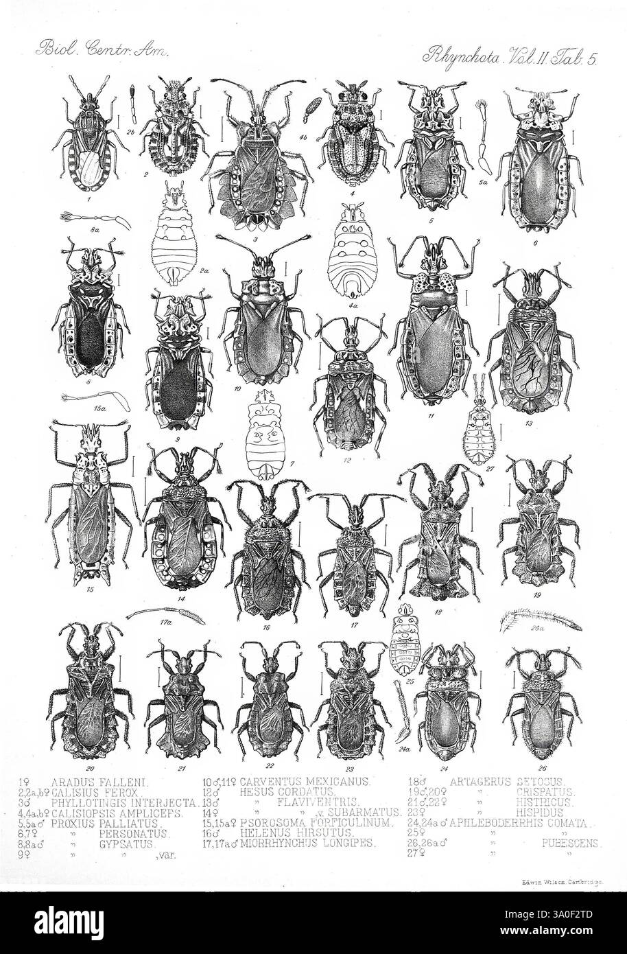 Featuring individual insects depicted hi-res stock photography and images - Alamy