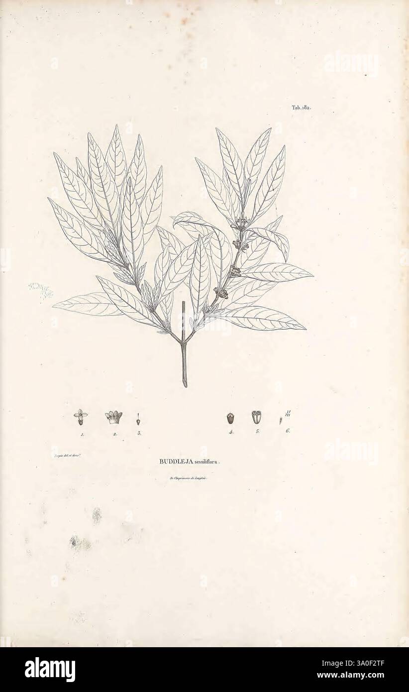 Nova genera et species plantarum Antverpiae Ex officina Christophori ...