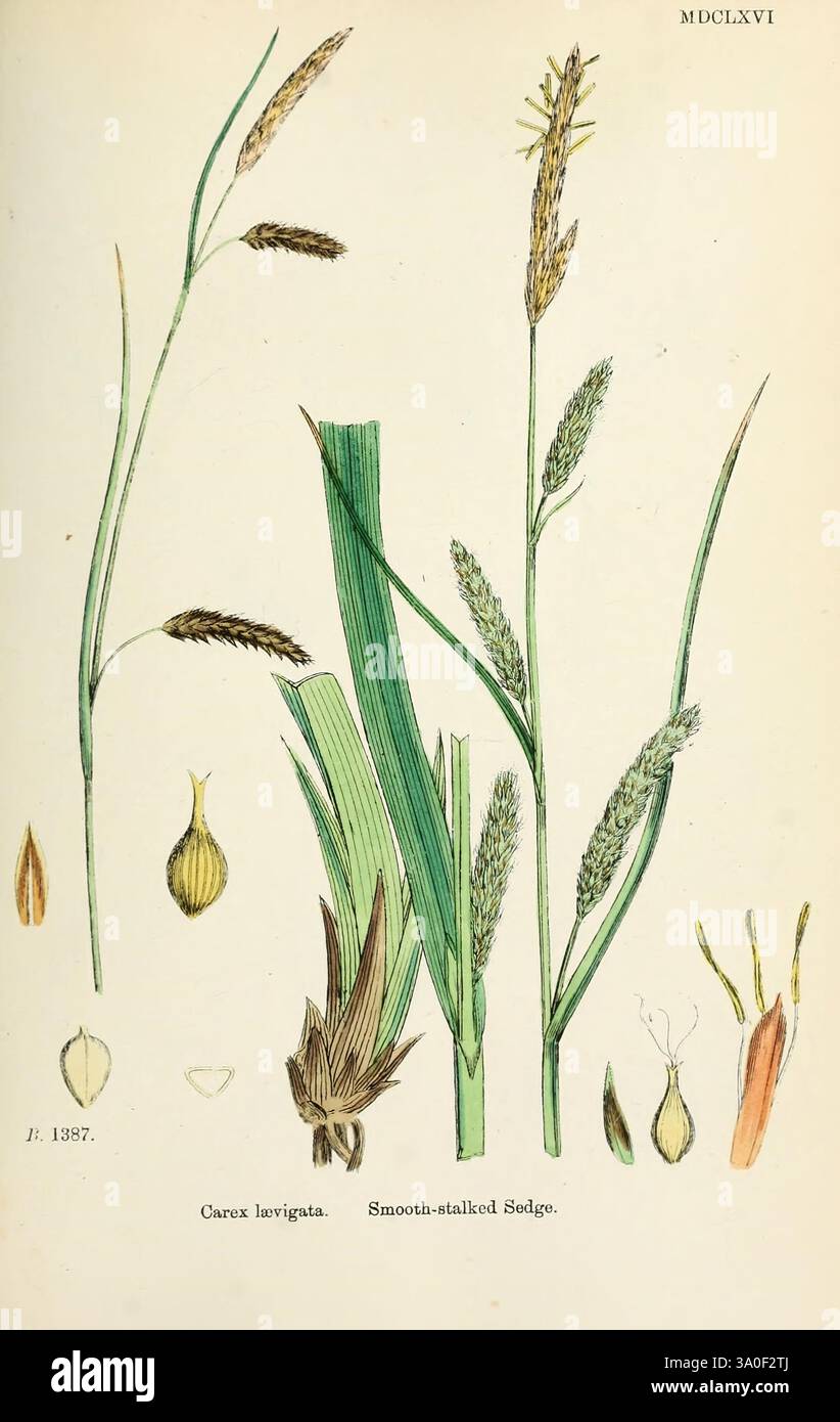 English, botany, or Coloured, figures, of, British, plants, London, R ...