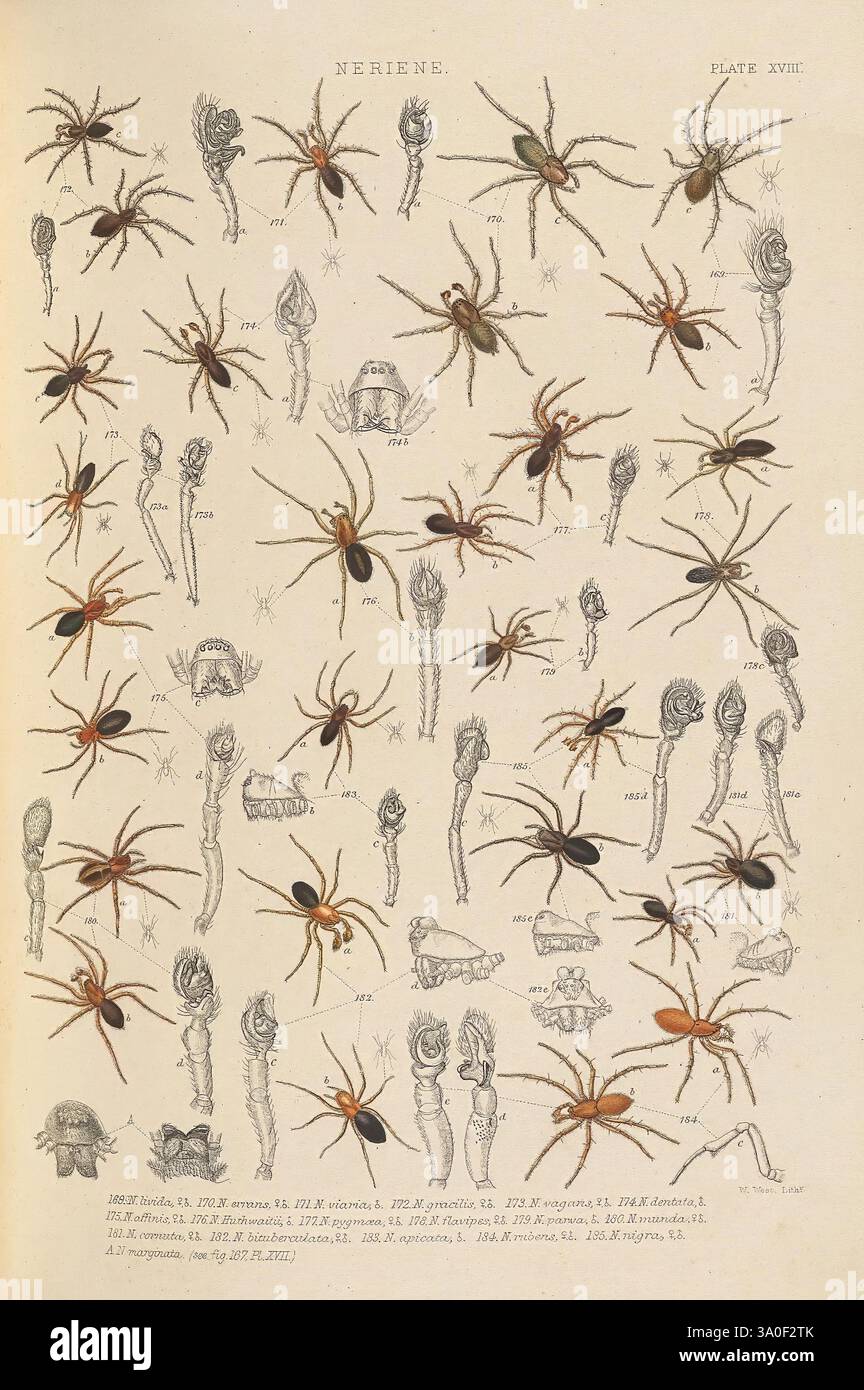 A history of the spiders of Great Britain and Ireland, London ...