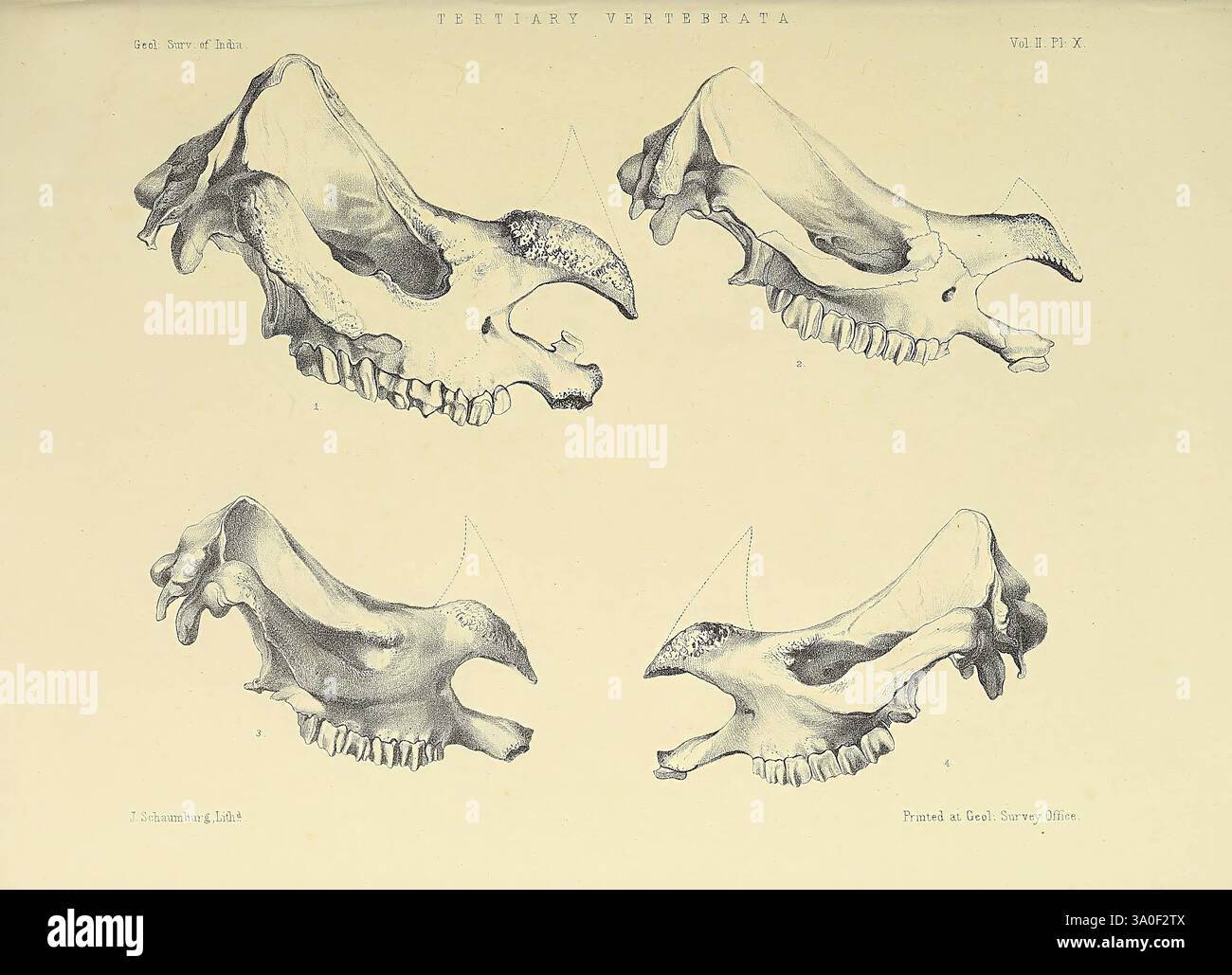 Indian Tertiary and post Tertiary Vertebrata, Calcutta, Geological ...