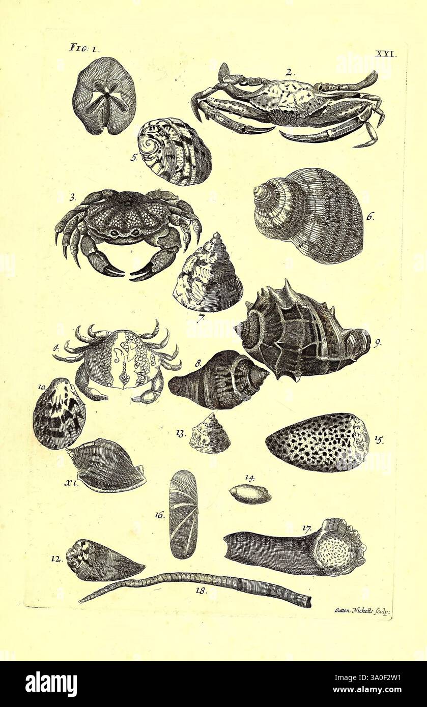 Jacobi Petiveri Opera, Historiam Naturalem Spectantia, 1767, Natural ...