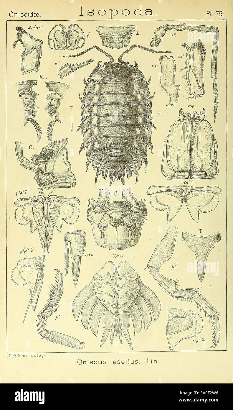 Morphology characteristic of isopods hi-res stock photography and ...
