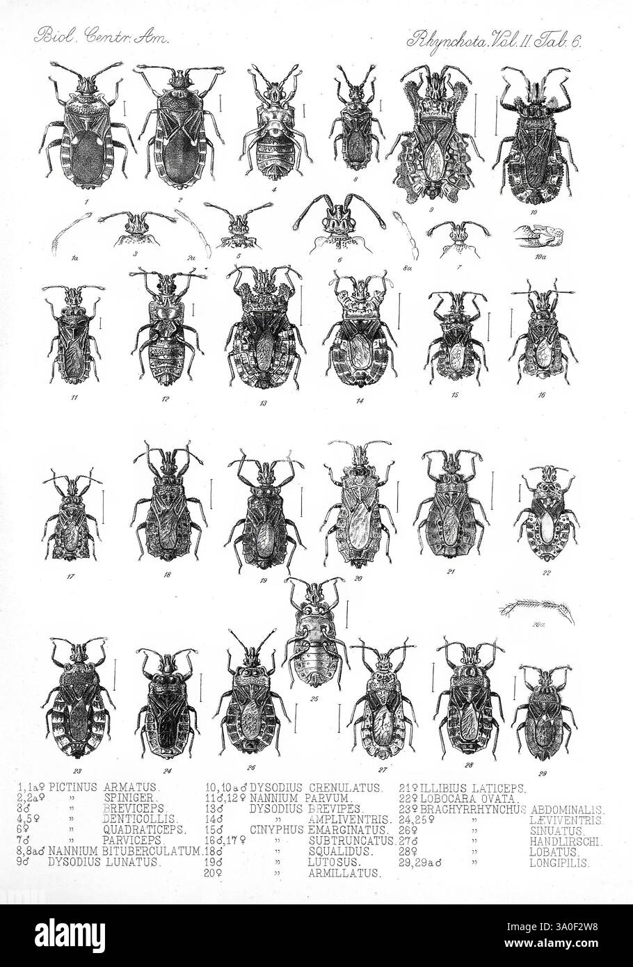 Biologia Centrali-Americana London, 1879-1915, archaeology, botany ...