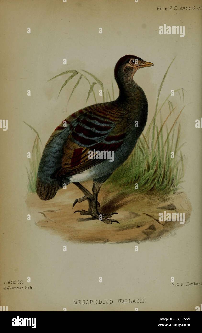 Megapodius wallacii hi-res stock photography and images - Alamy