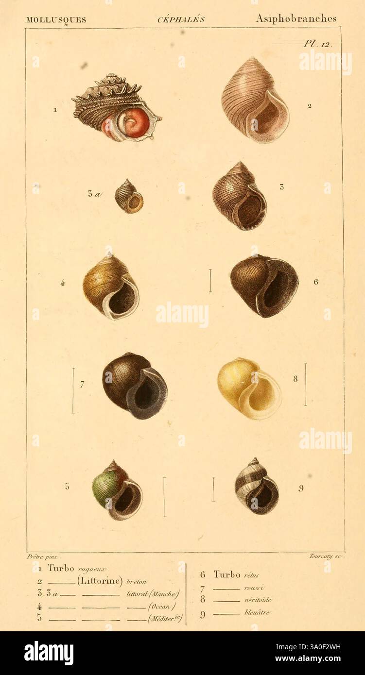 Malacozoaires, ou, Animaux mollusques A Paris, Chez F.-G. Levrault ...